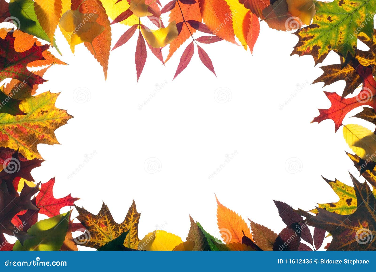 Autumn frame stock photo. Image of leaf, autumn, isolated - 11612436