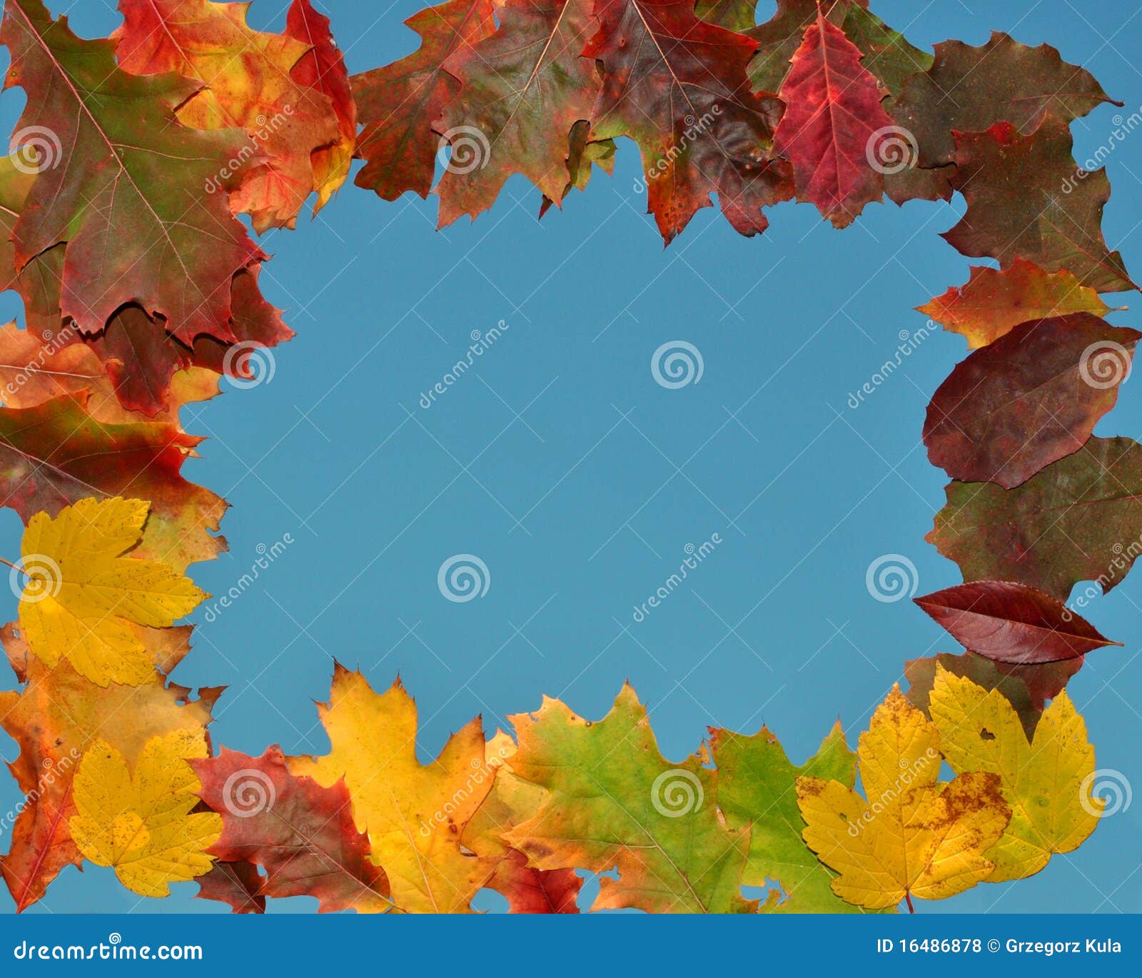 Autumn frame stock photo. Image of maple, freshness, yellow - 16486878