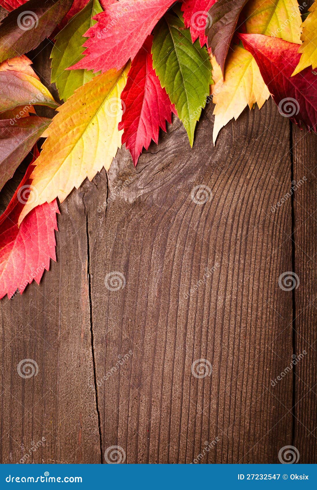 Autumn frame stock image. Image of bright, frame, botany - 27232547