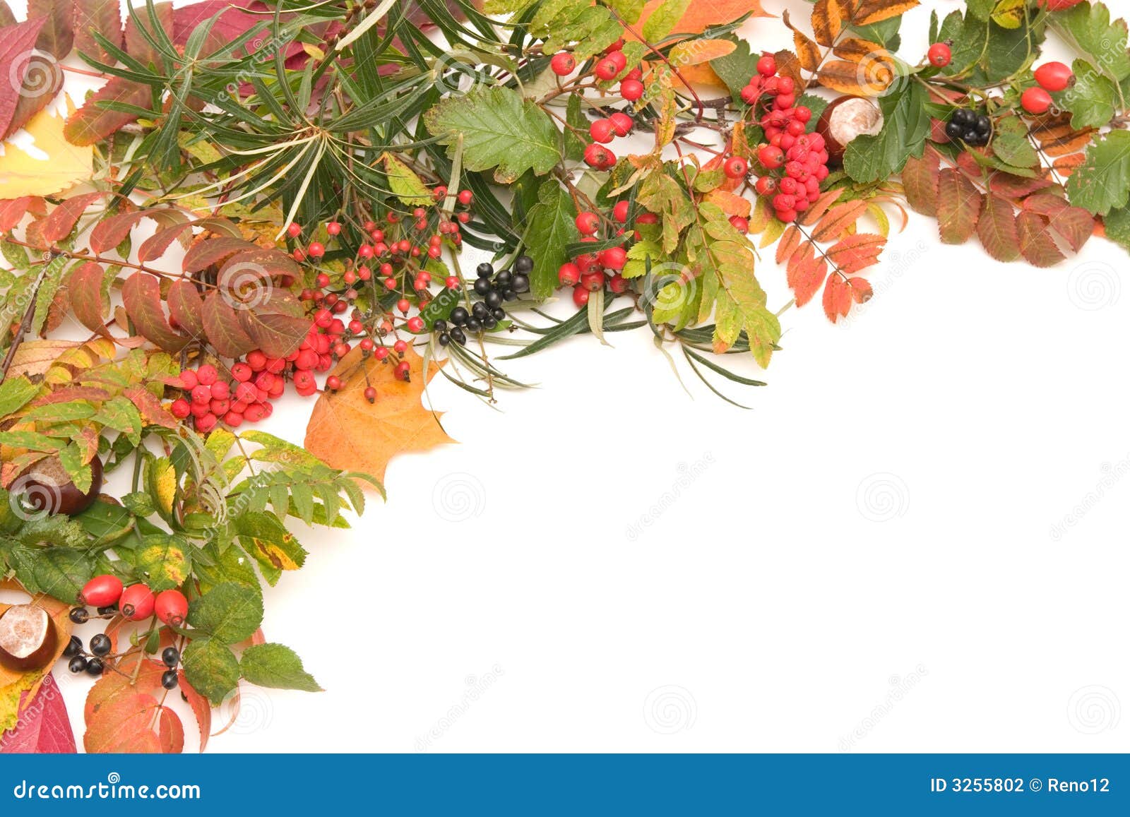 Autumn frame stock photo. Image of leaves, forest, nature - 3255802