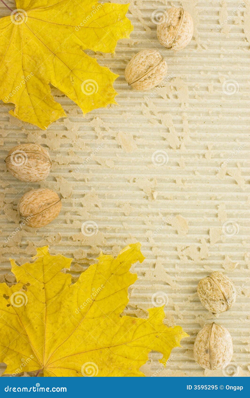 Autumn frame stock image. Image of walnuts, tree, collection - 3595295
