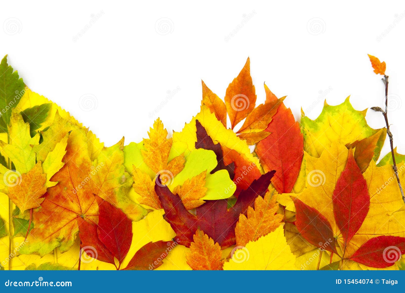 Autumn Frame / Beautiful Real Leaves Stock Photo - Image of botany ...
