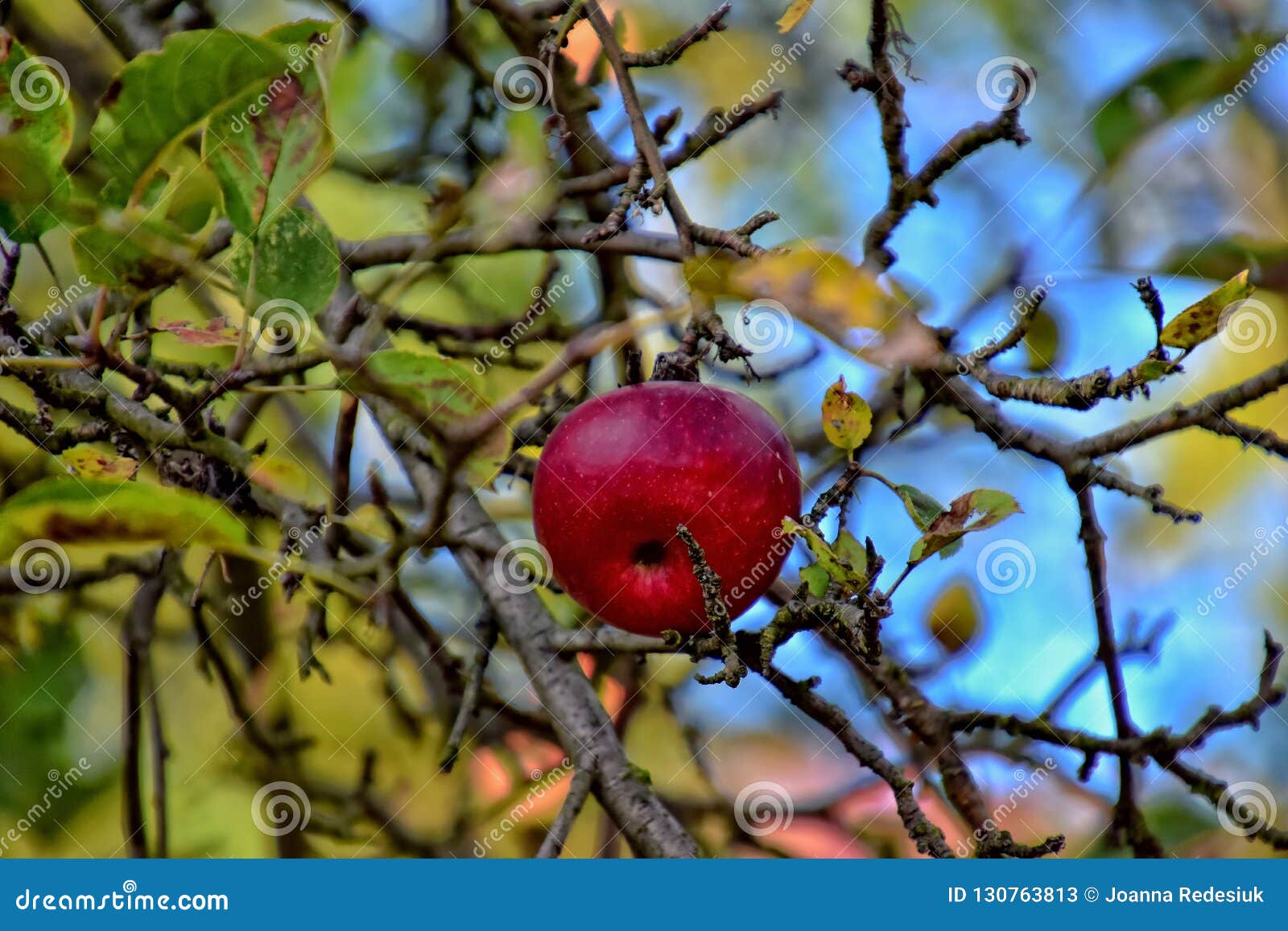 Autumn Fresh Apple on the Branch of a Tree in the Orchard Stock Image ...