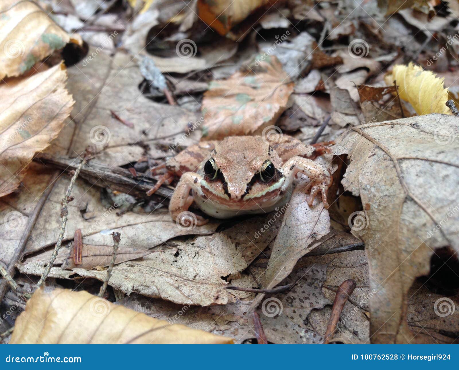 Autumn Frog stock photo. Image of fall, frog, leaves - 100762528
