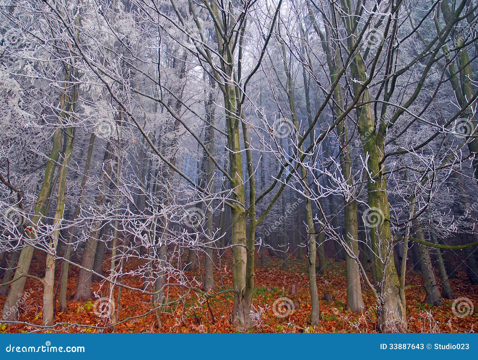 Autumn frost on trees stock image. Image of leaf, golden - 33887643