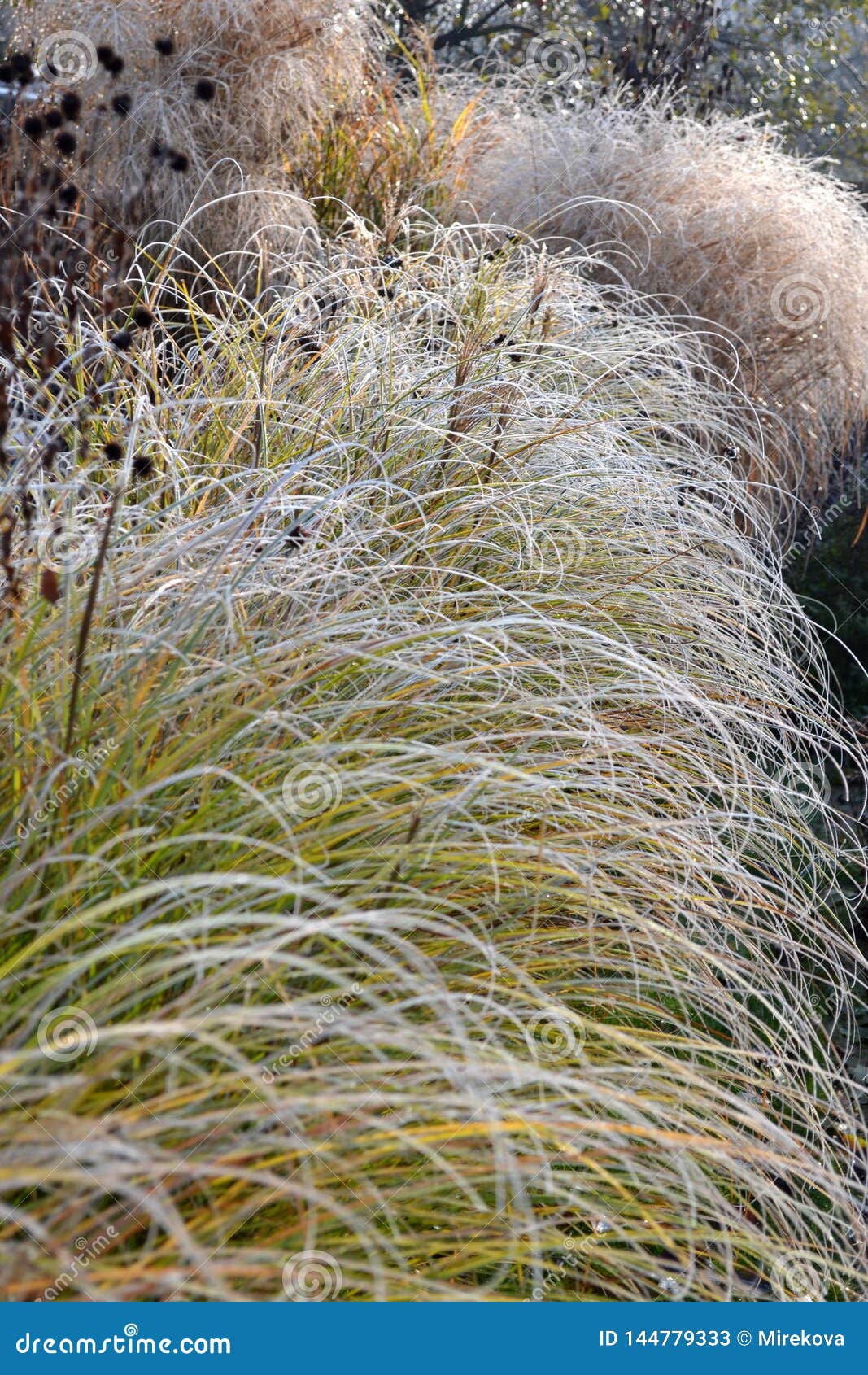 Autumn Garden Full Of Ornamental Grasses Stock Image Image Of Professional Brown 144779333