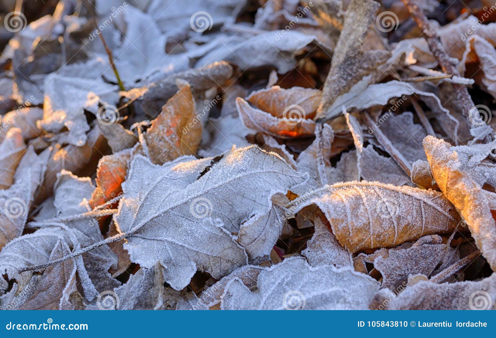 Autumn Frozen Leaves Background Stock Photo - Image of bright, canada ...