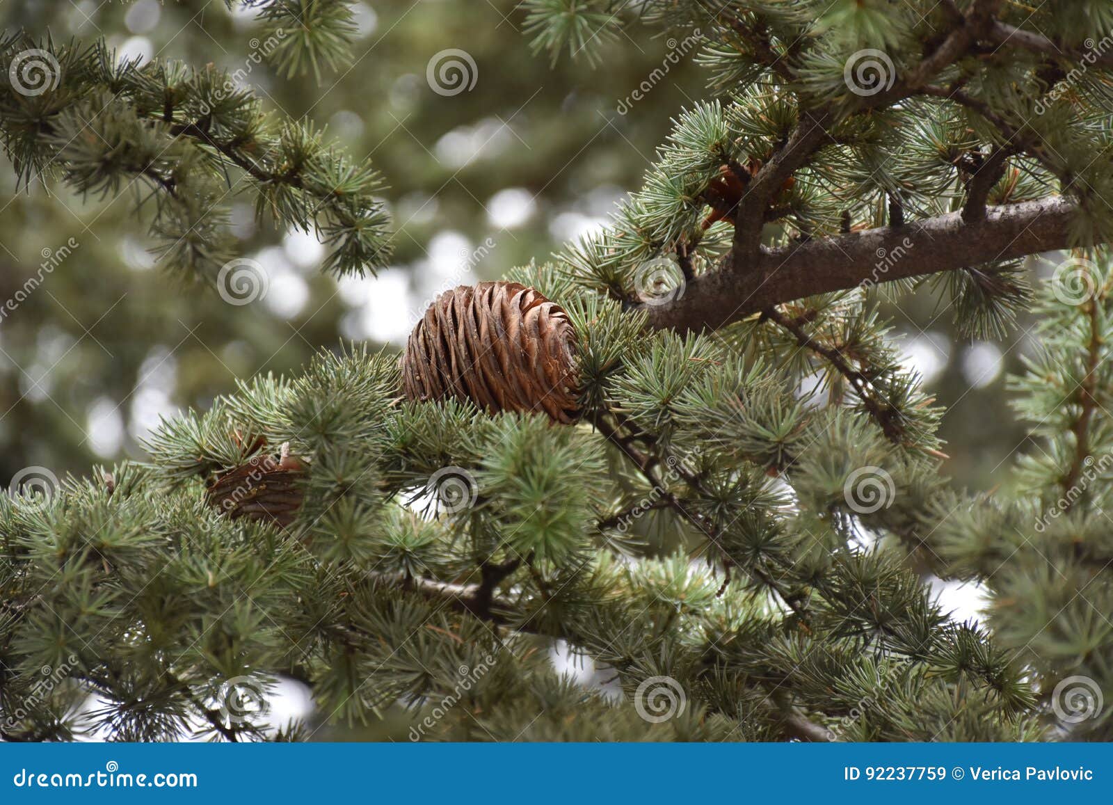Autumn fruit - pincone stock image. Image of tree, pine - 92237759