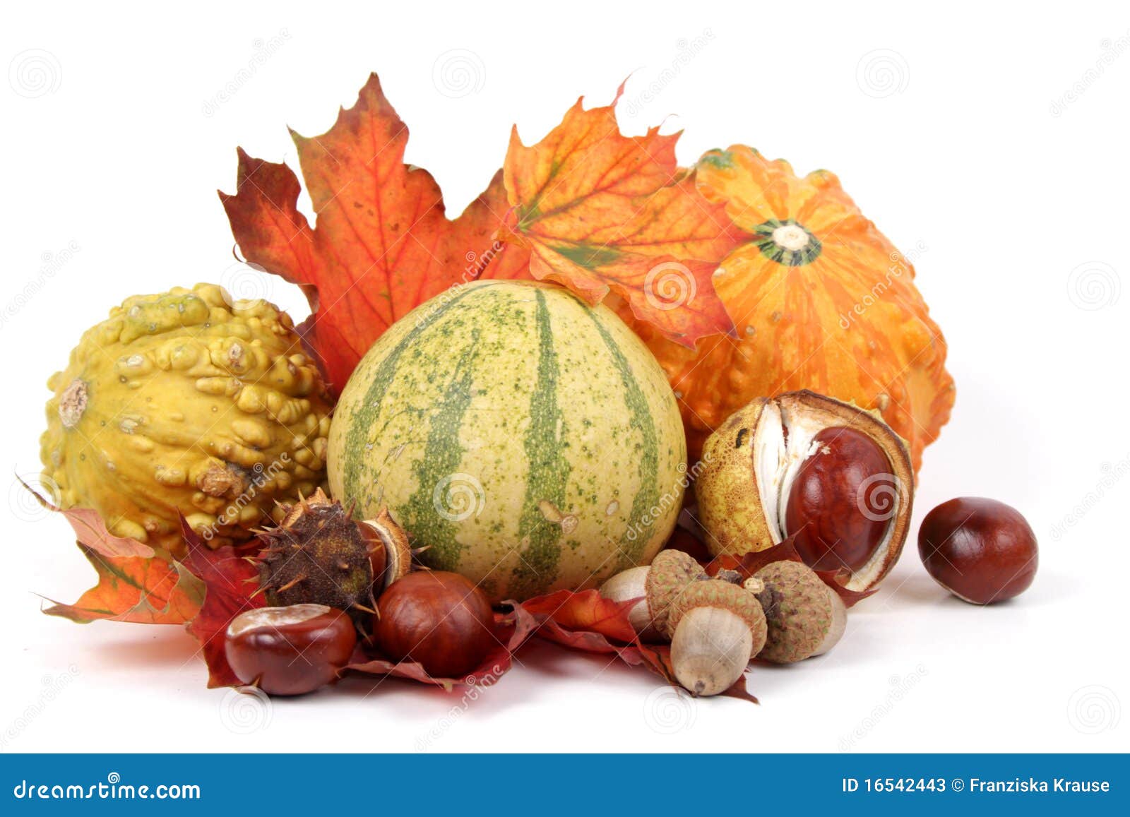 Autumn fruits stock image. Image of acorns, chestnuts - 16542443