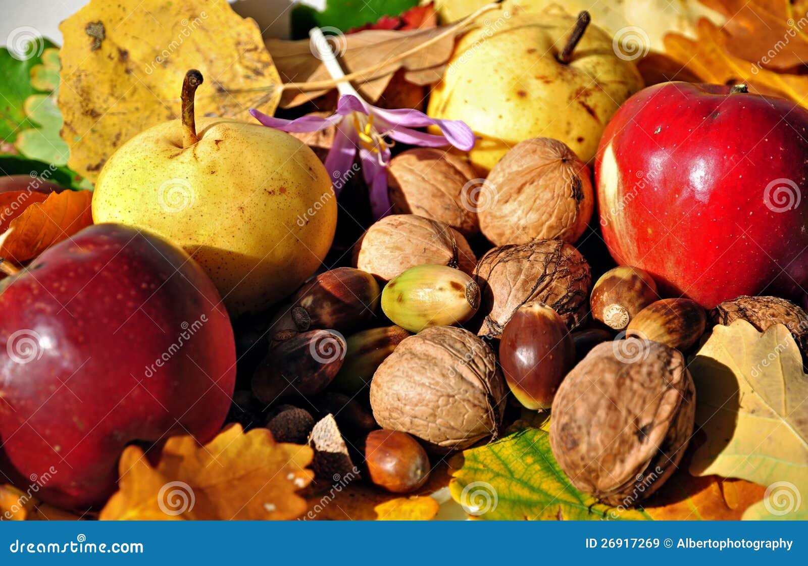 Autumn fruits 7 stock image. Image of colored, dieting - 26917269