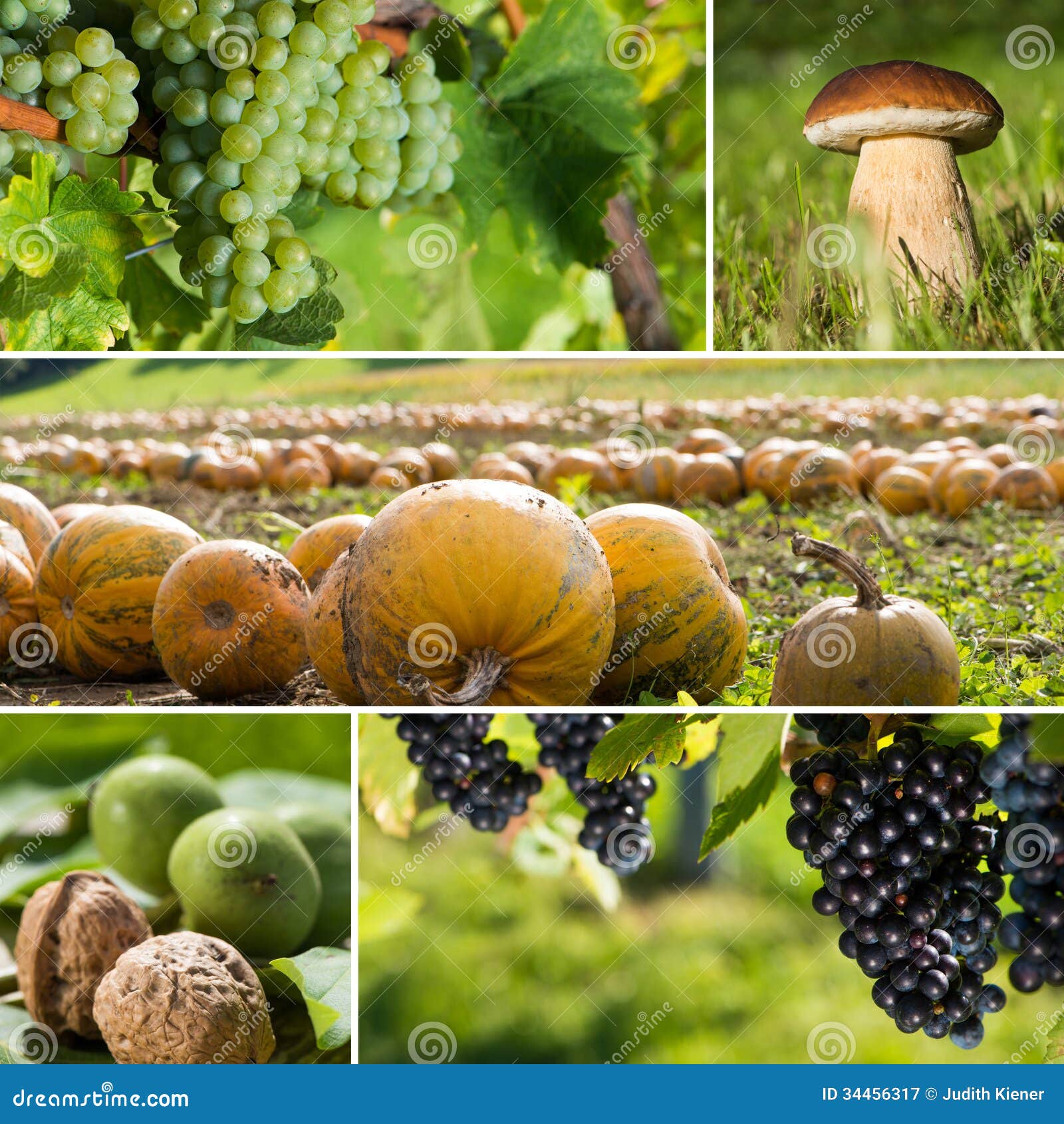Autumn fruits collage stock image. Image of porcini, grapes - 34456317