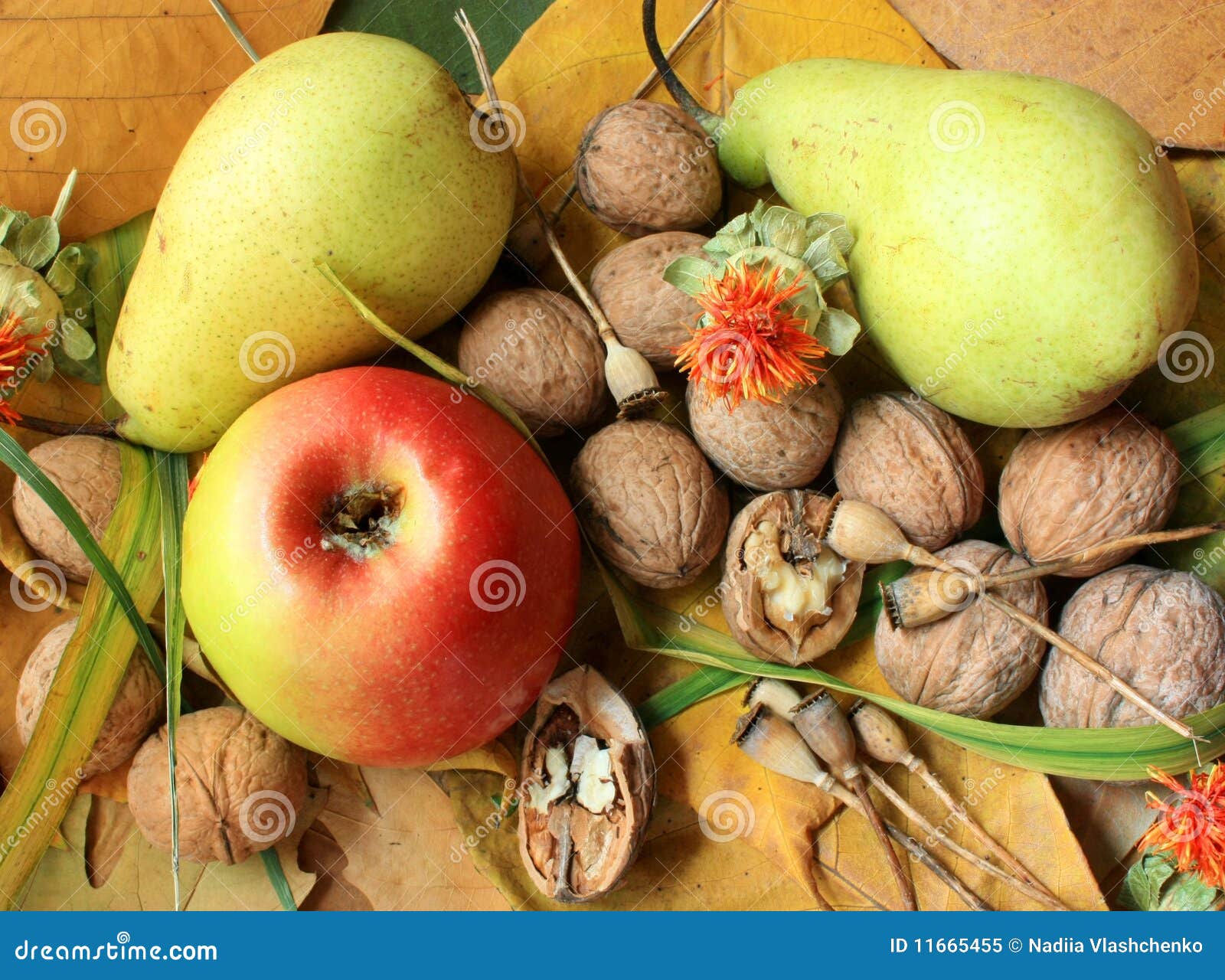 Autumn fruits and nuts stock image. Image of autumn, nuts - 11665455