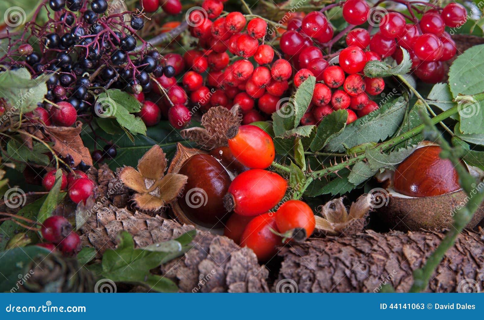 Fall fruits and nuts stock image. Image of harvest, natural - 44141063
