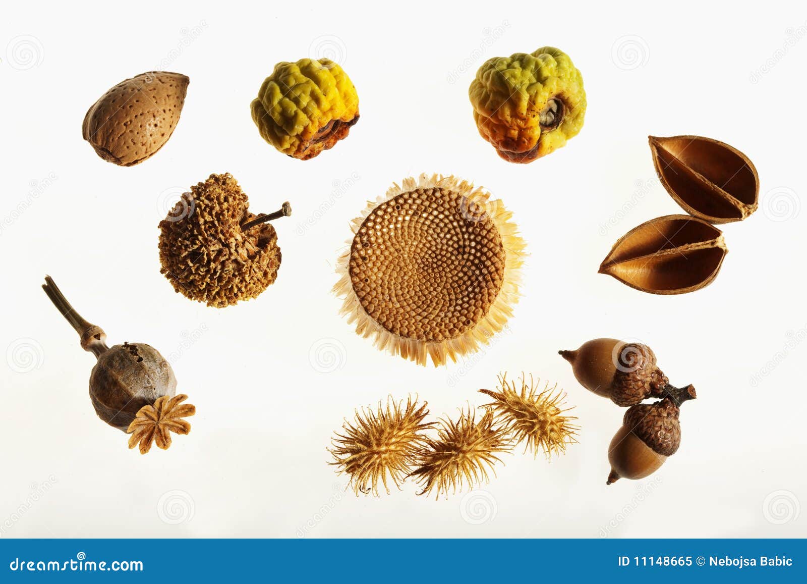 Autumn fruits and seeds stock image. Image of nutcracker - 11148665