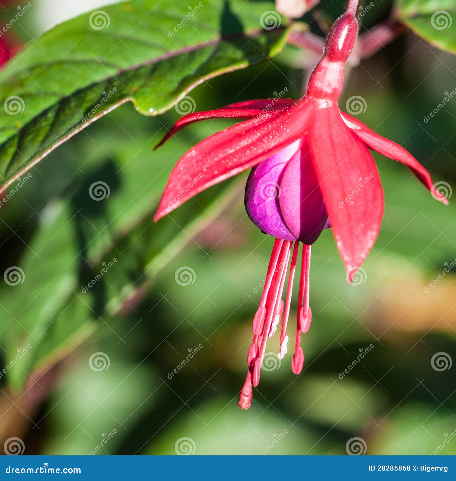 Autumn Fuchsia stock photo. Image of purple, magenta - 28285868