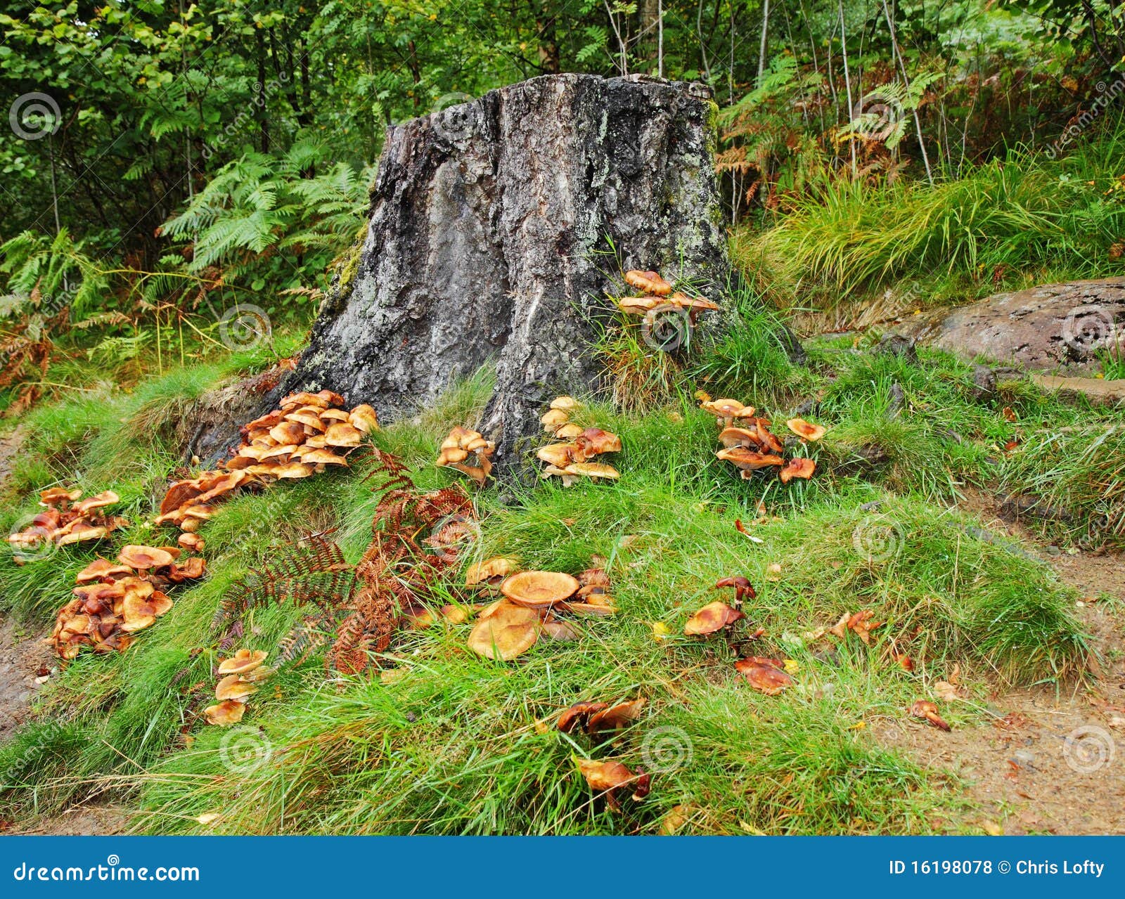 Autumn Fungi Around a Tree Stump Stock Photo - Image of tree ...