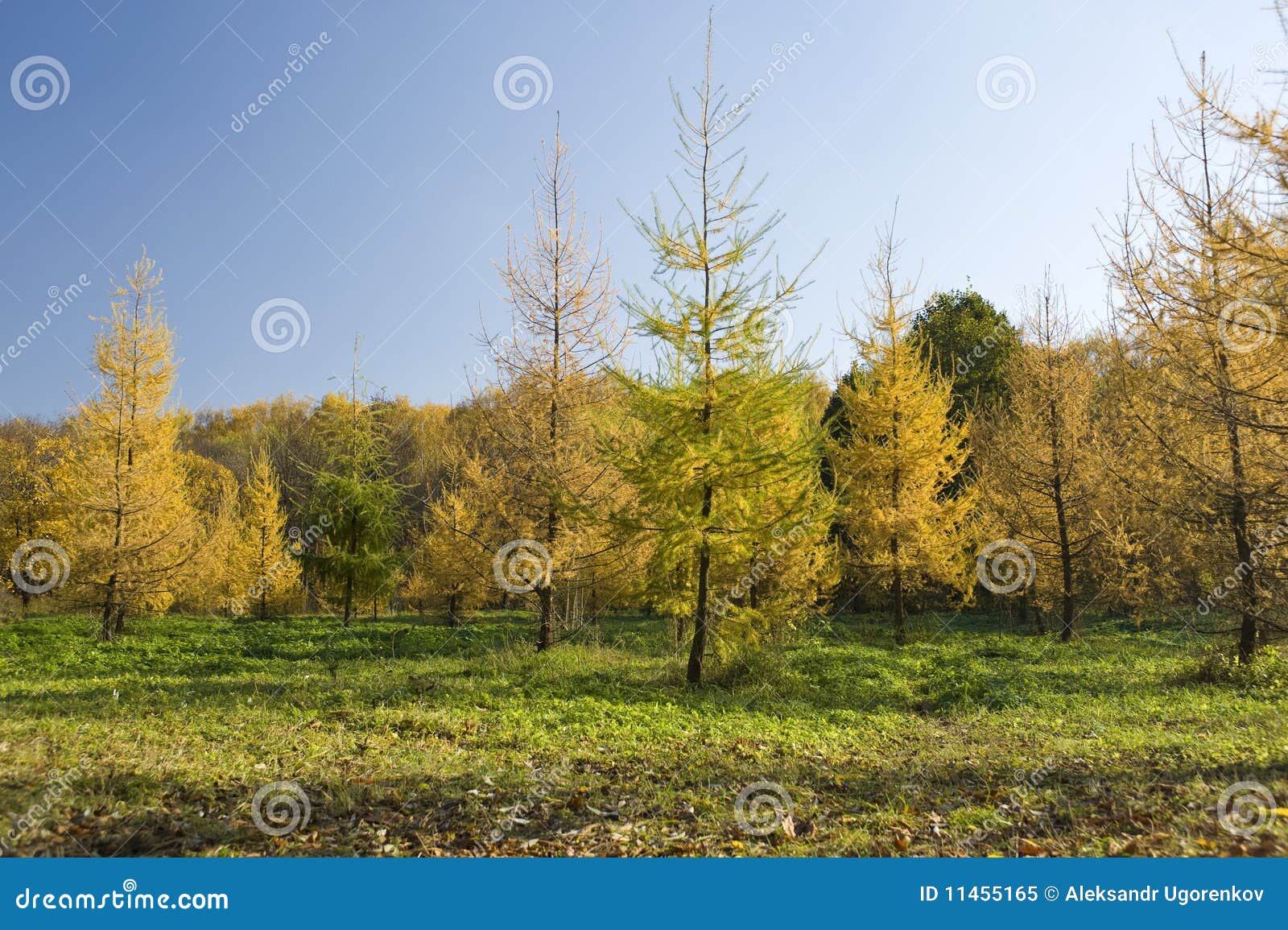 Autumn Fur tree stock image. Image of tree, outdoor, trees - 11455165