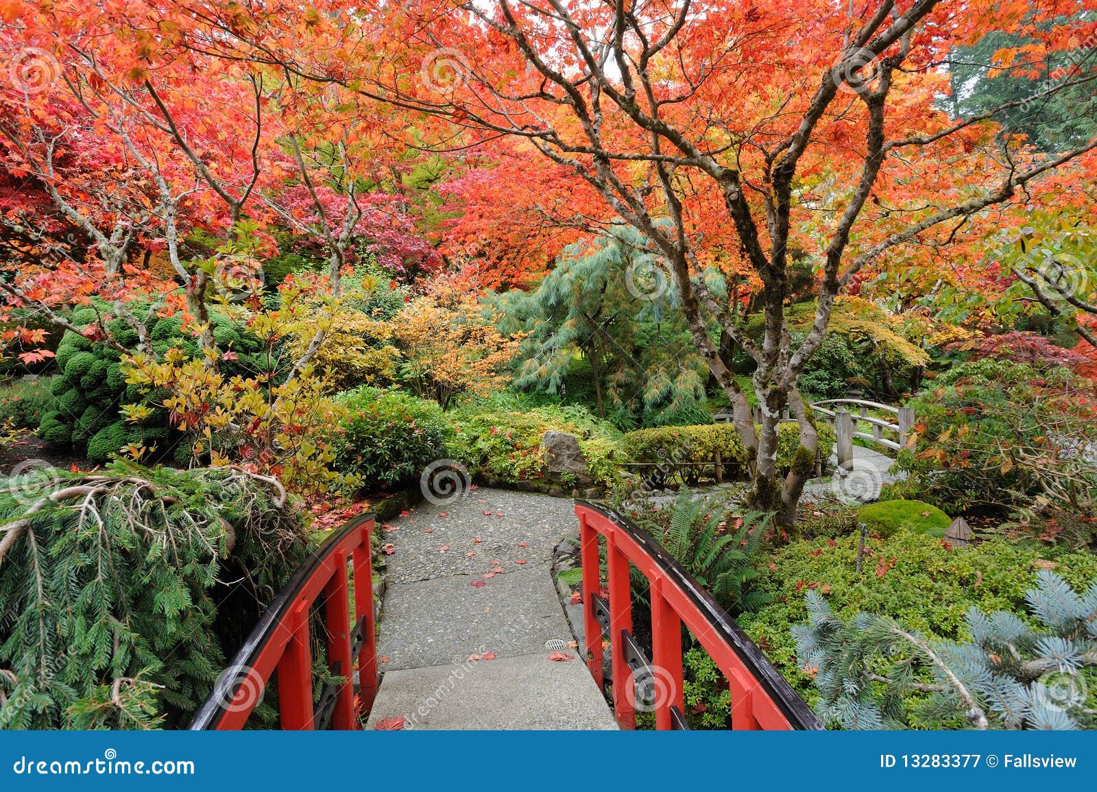 Autumn garden stock image. Image of japanese, garish - 13283377