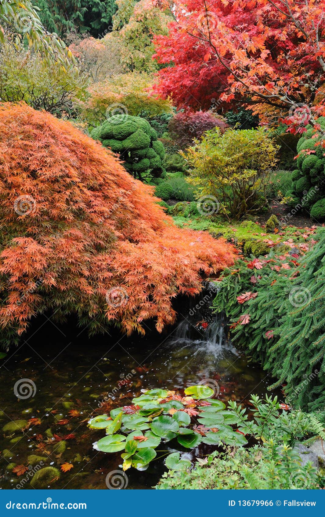 Autumn garden pond stock photo. Image of landscaping - 13679966