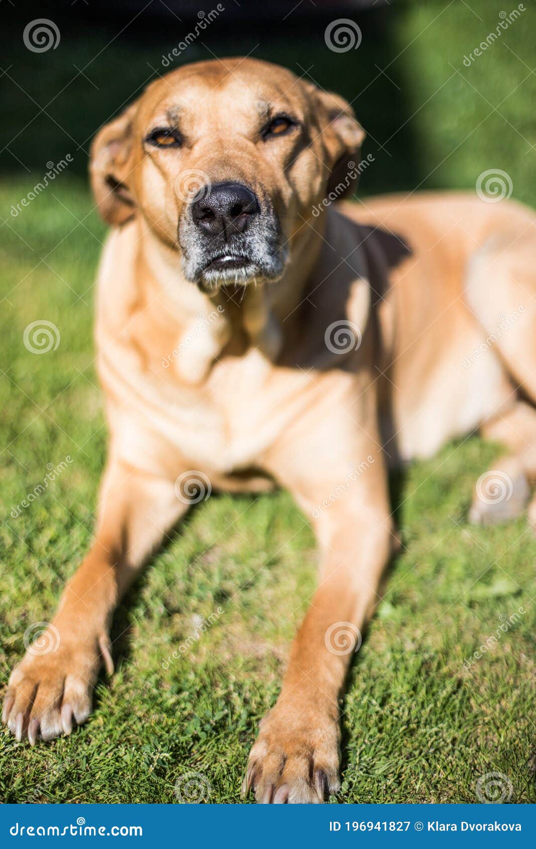 Rhodesian Ridgeback - Resting on the Green Grass Stock Image - Image of ...