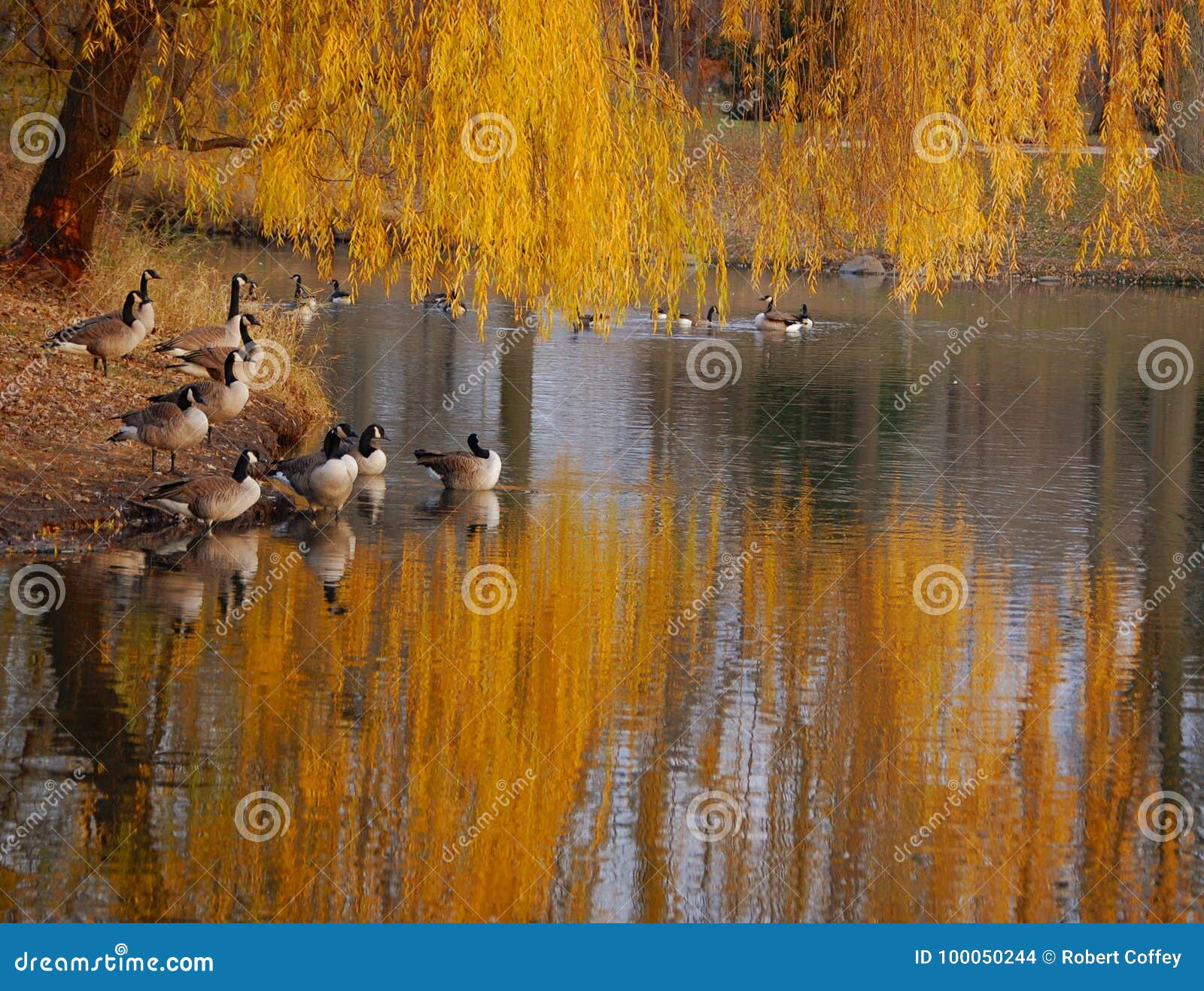 Autumn Geese stock photo. Image of tree, willow, color - 100050244