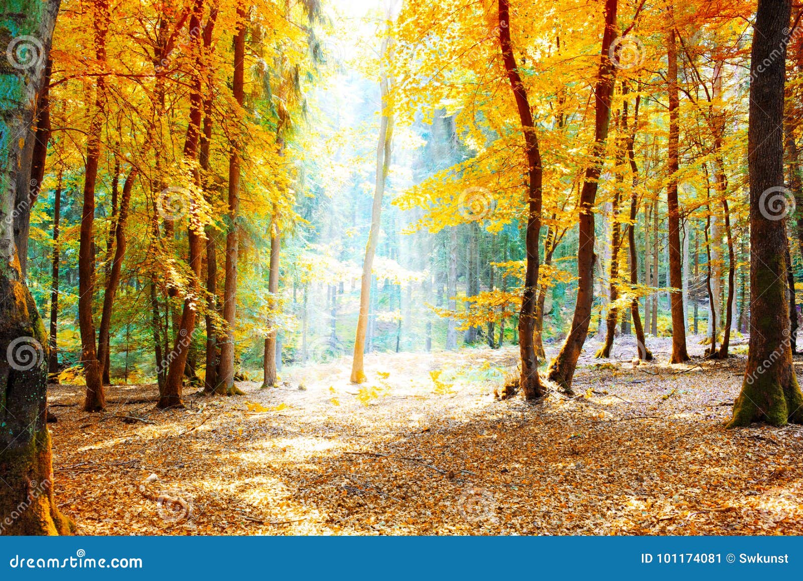 Autumn German Forest with Sun Beam. Stock Image - Image of sunrise ...