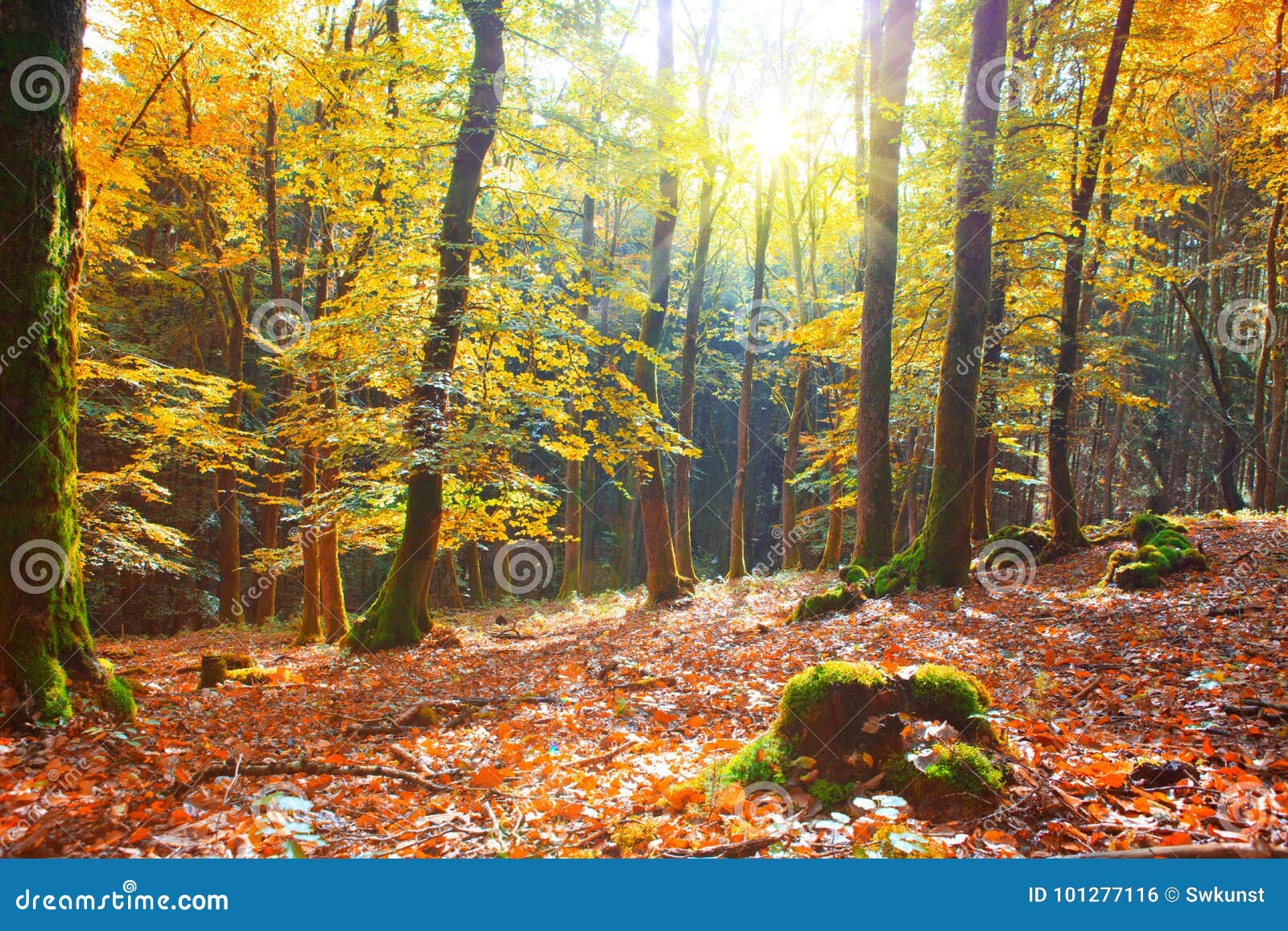 Autumn German Forest with Sun Beam. Stock Photo - Image of sunny, brown ...