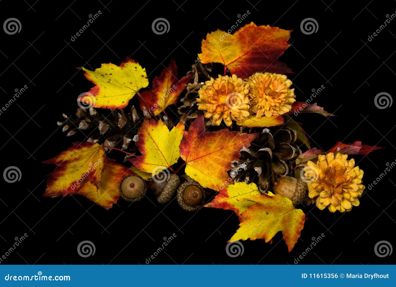 Autumn Gold stock photo. Image of fall, delicate, natural - 11615356