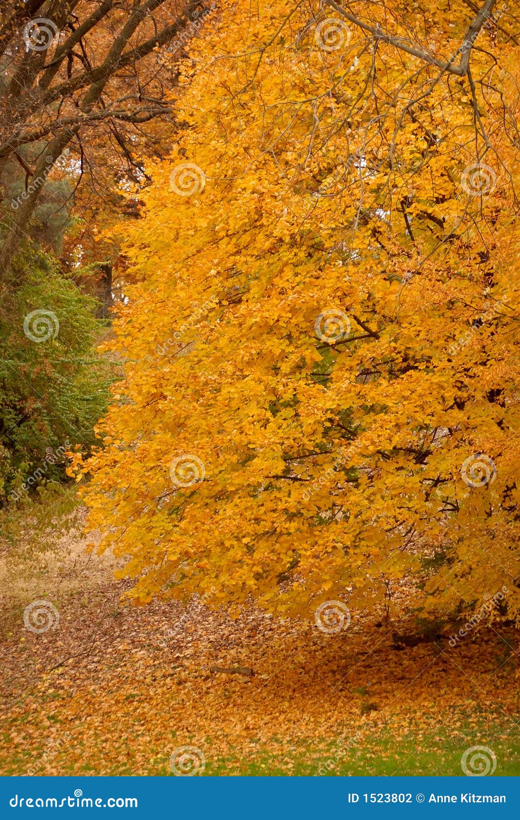 Autumn Gold stock photo. Image of beauty, yellow, outide - 1523802