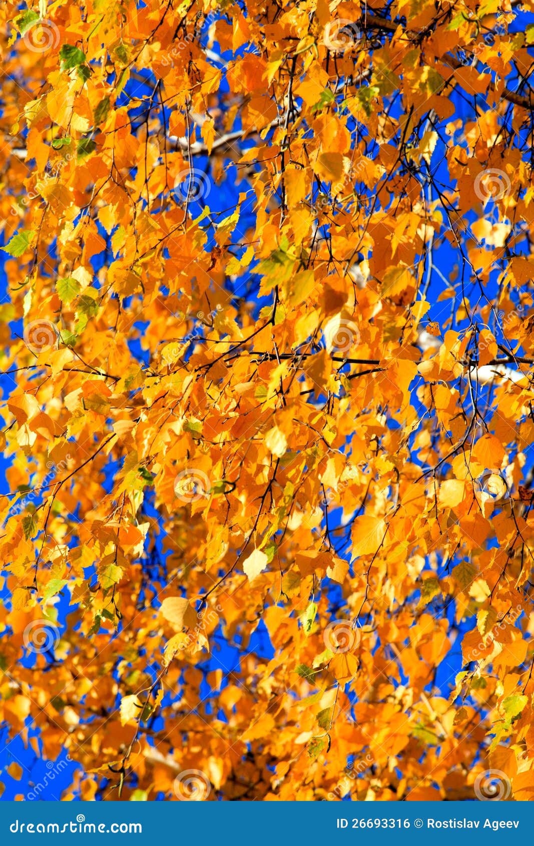 Autumn Gold Leaves Background Stock Photo - Image of background ...