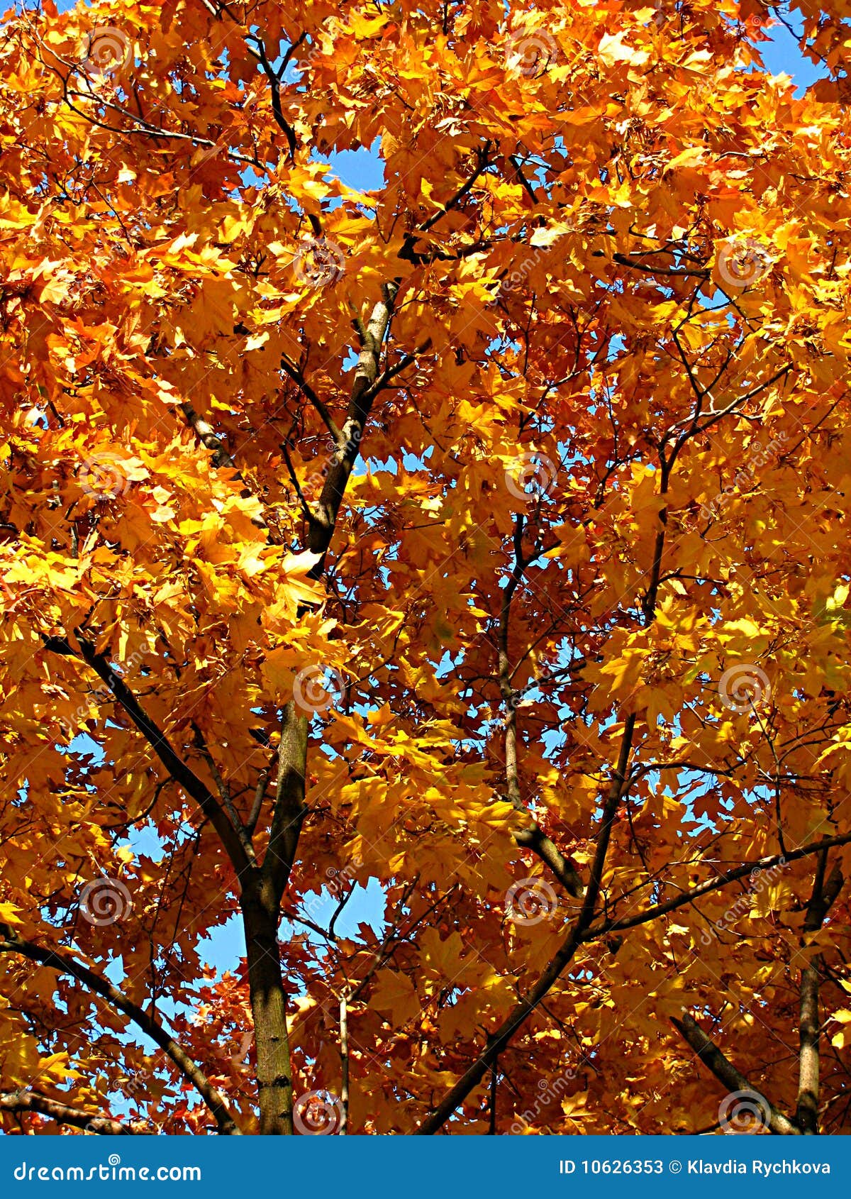 Autumn gold maple stock image. Image of autumn, foliage - 10626353