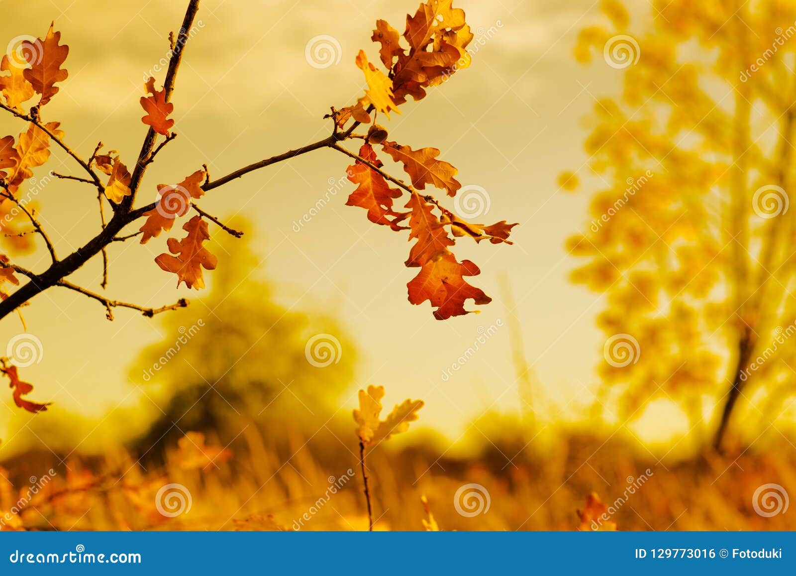 Autumn gold nature scene stock photo. Image of foliage - 129773016