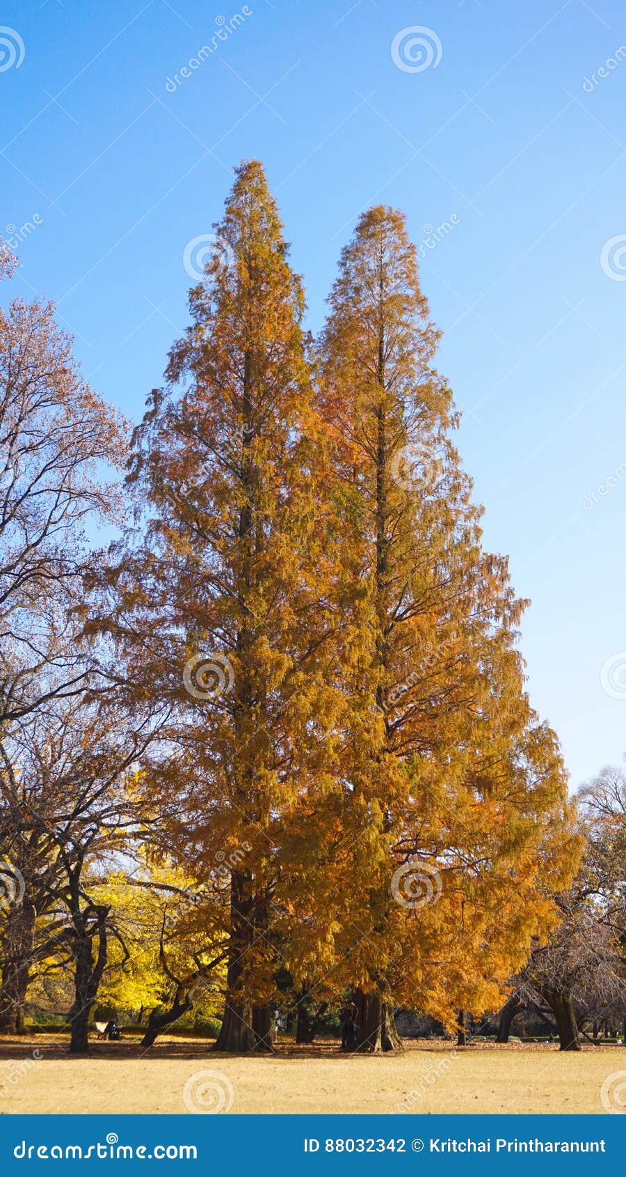 Autumn gold tree stock photo. Image of orange, tones - 88032342