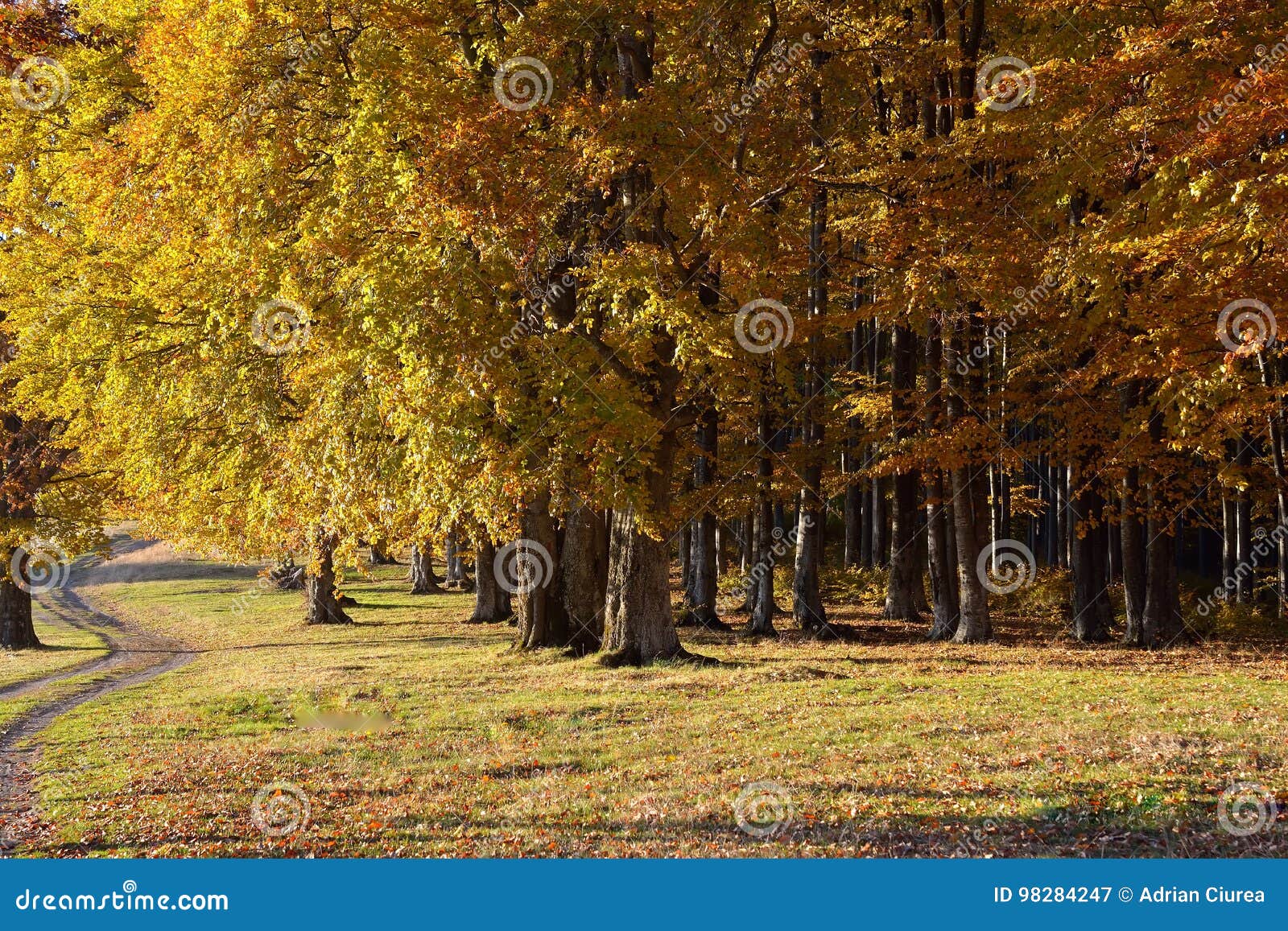 Autumn / Gold Trees in a Park Stock Image - Image of ecology, leaves ...