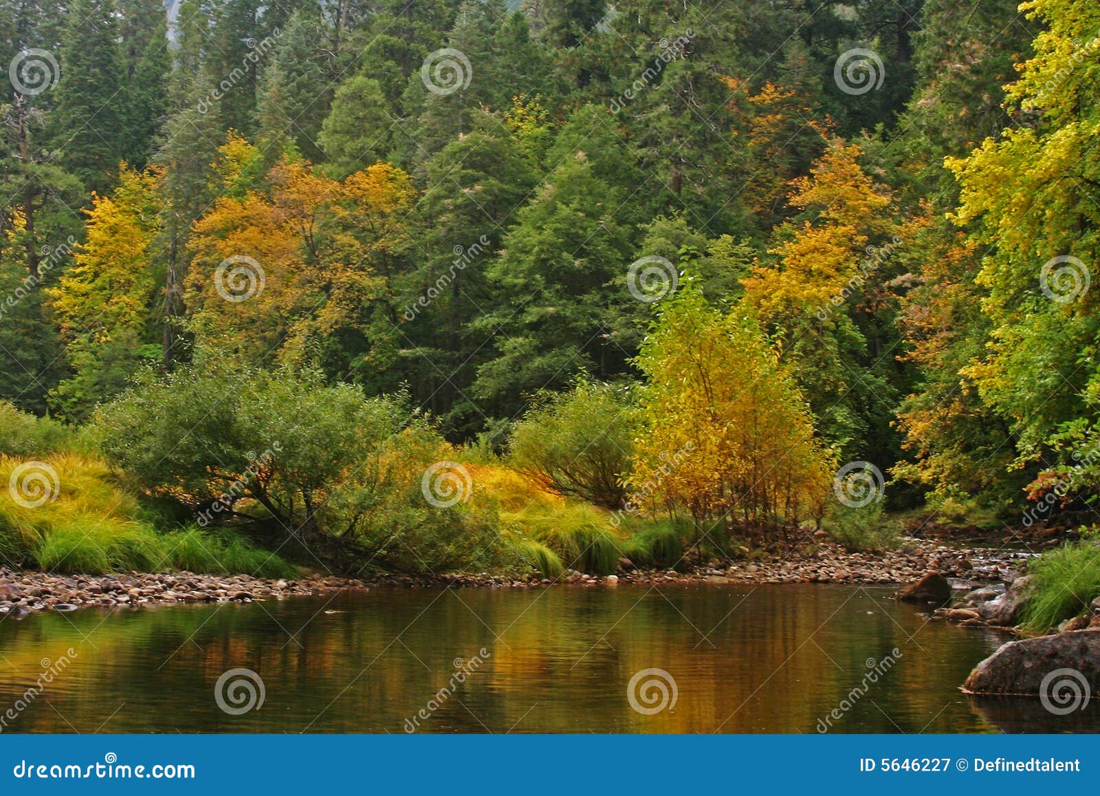 Early Autumn Forest and Stream Stock Image - Image of peaceful, quiet ...