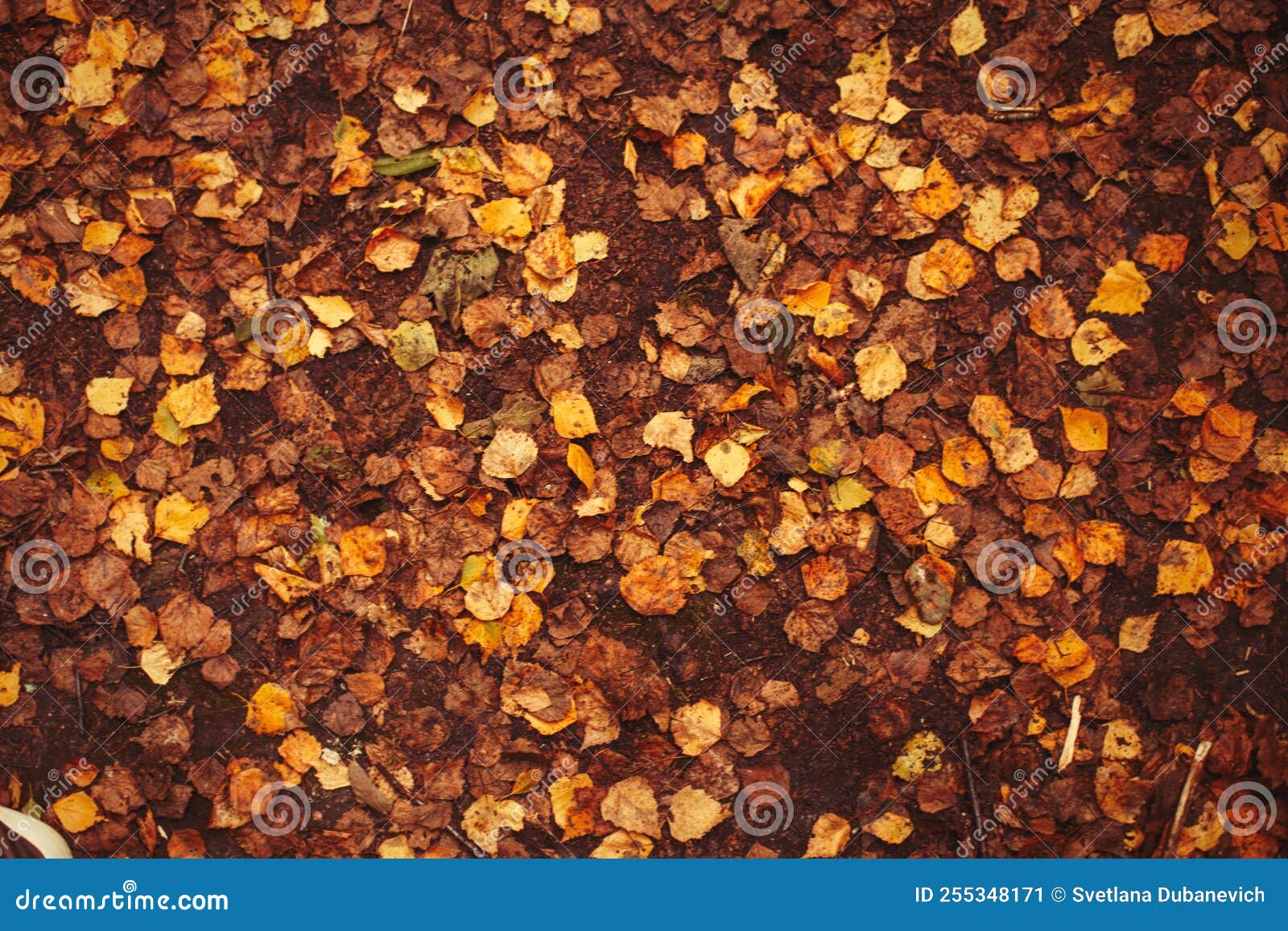 Autumn Golden Falling Leaves Background in the Forest Stock Image ...