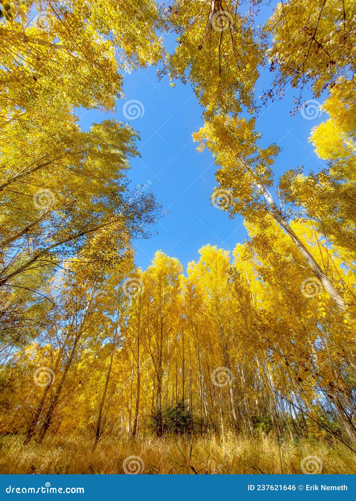 Autumn Golden forest stock photo. Image of woodland - 237621646