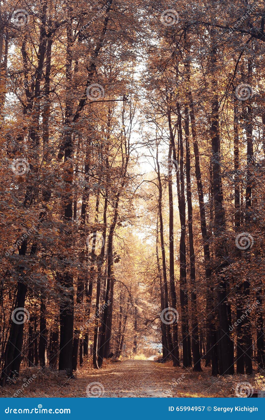Autumn in a golden forest stock image. Image of natural - 65994957