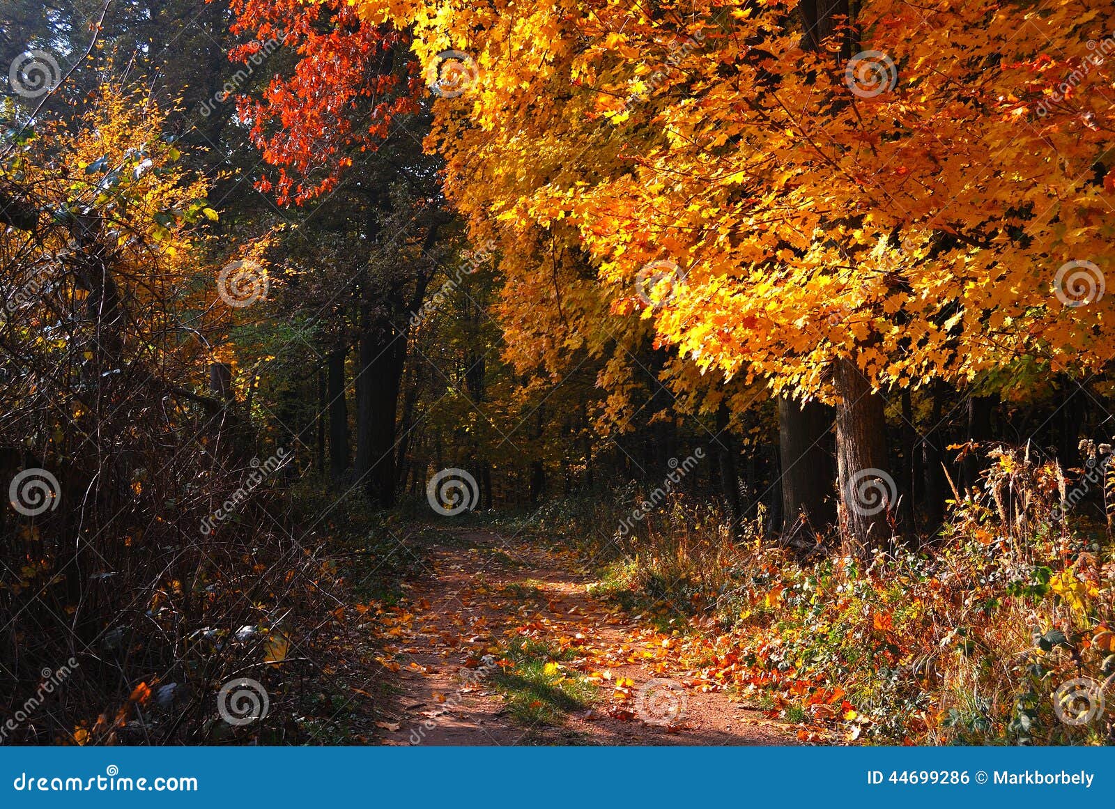 Autumn golden forest path stock photo. Image of ground - 44699286