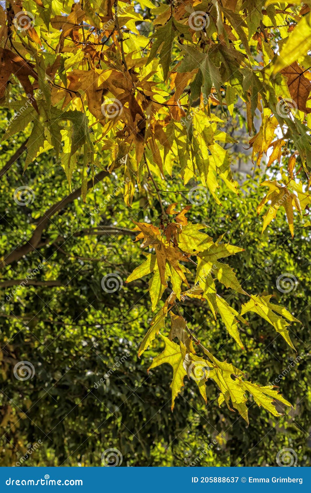 Autumn Golden Leaves of the Sycamore Tree. Fall Stock Image - Image of ...