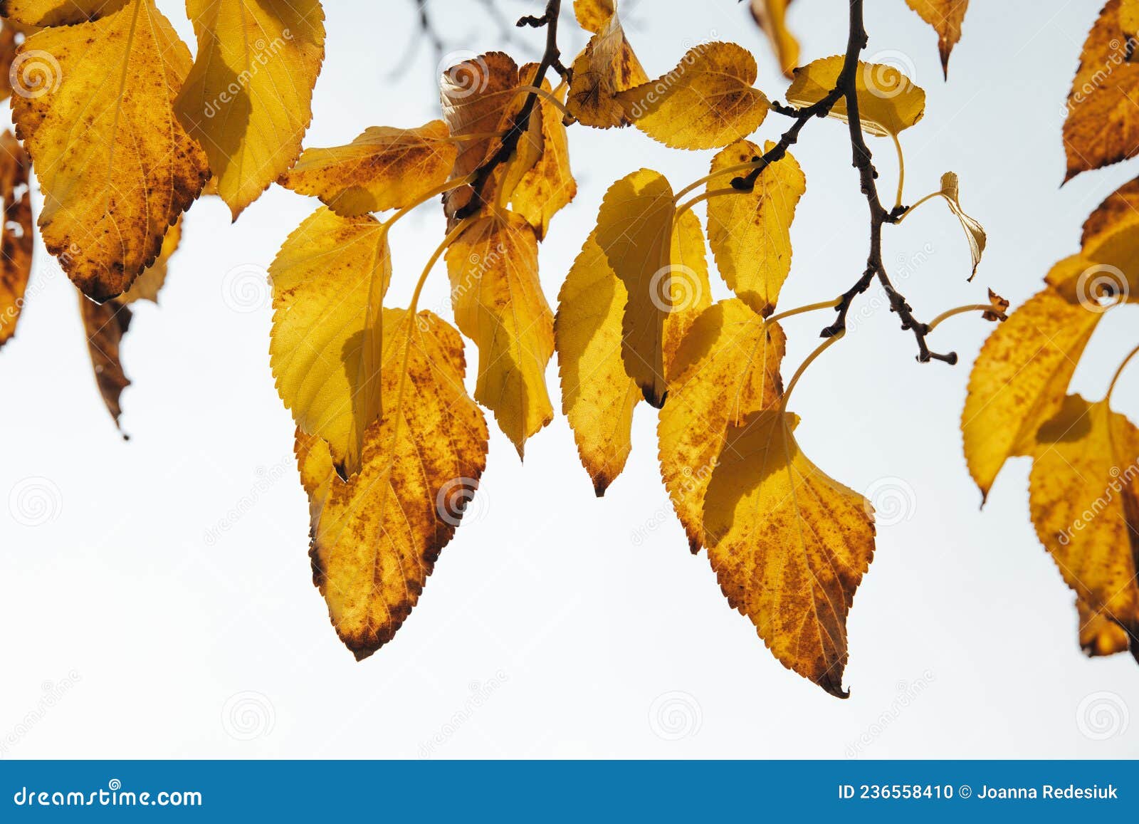 Autumn Golden Leaves on a Tree on a Light Background Stock Photo ...