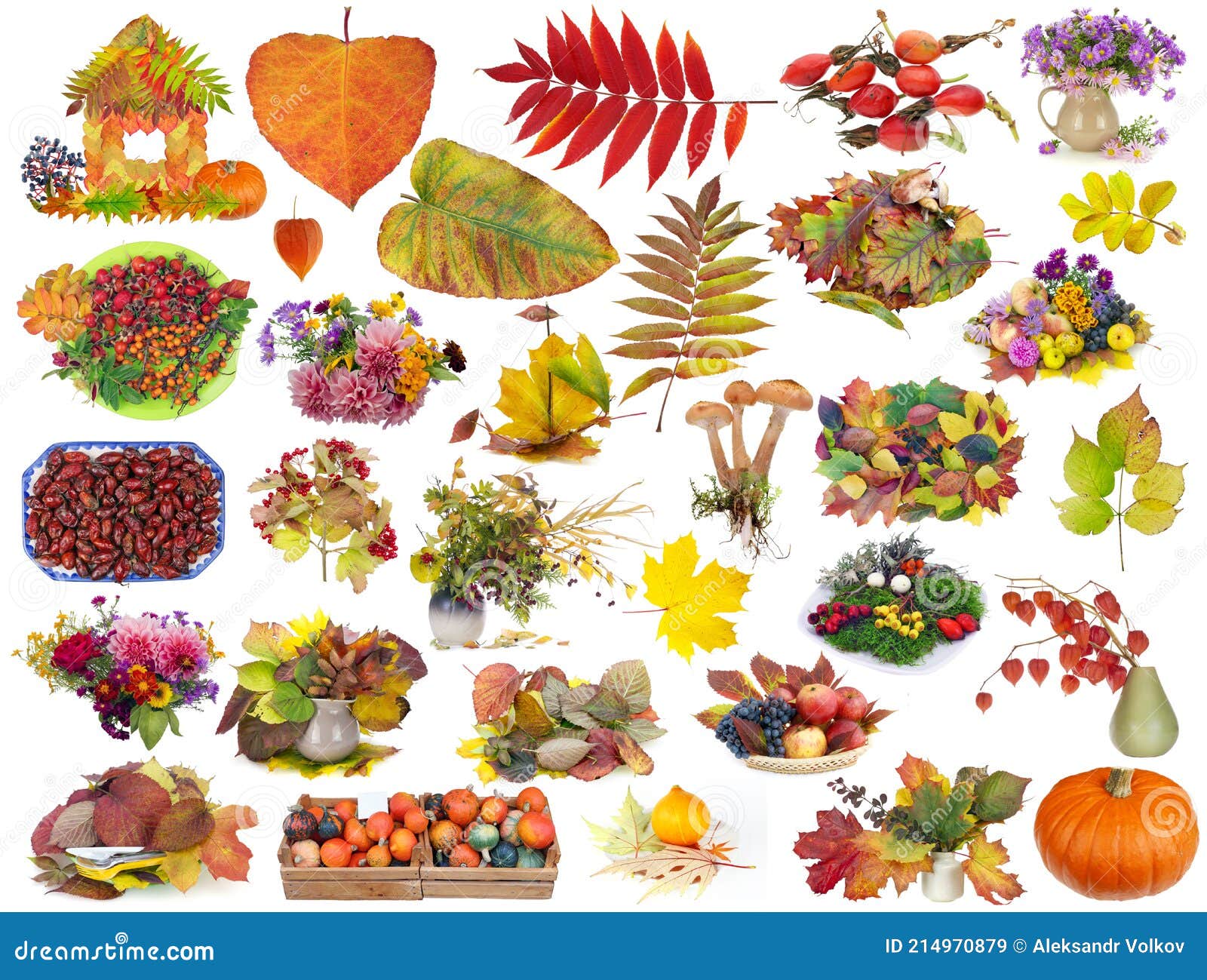 Autumn Golden an Red Objects - Plants and Berries Set Isolated Stock ...