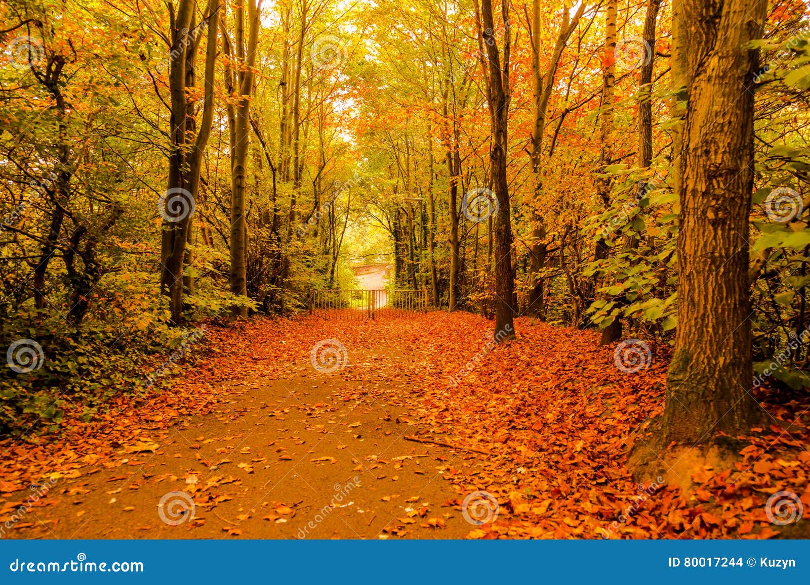 Autumn in Goldsworth Park Woking Stock Photo - Image of couple, lake ...