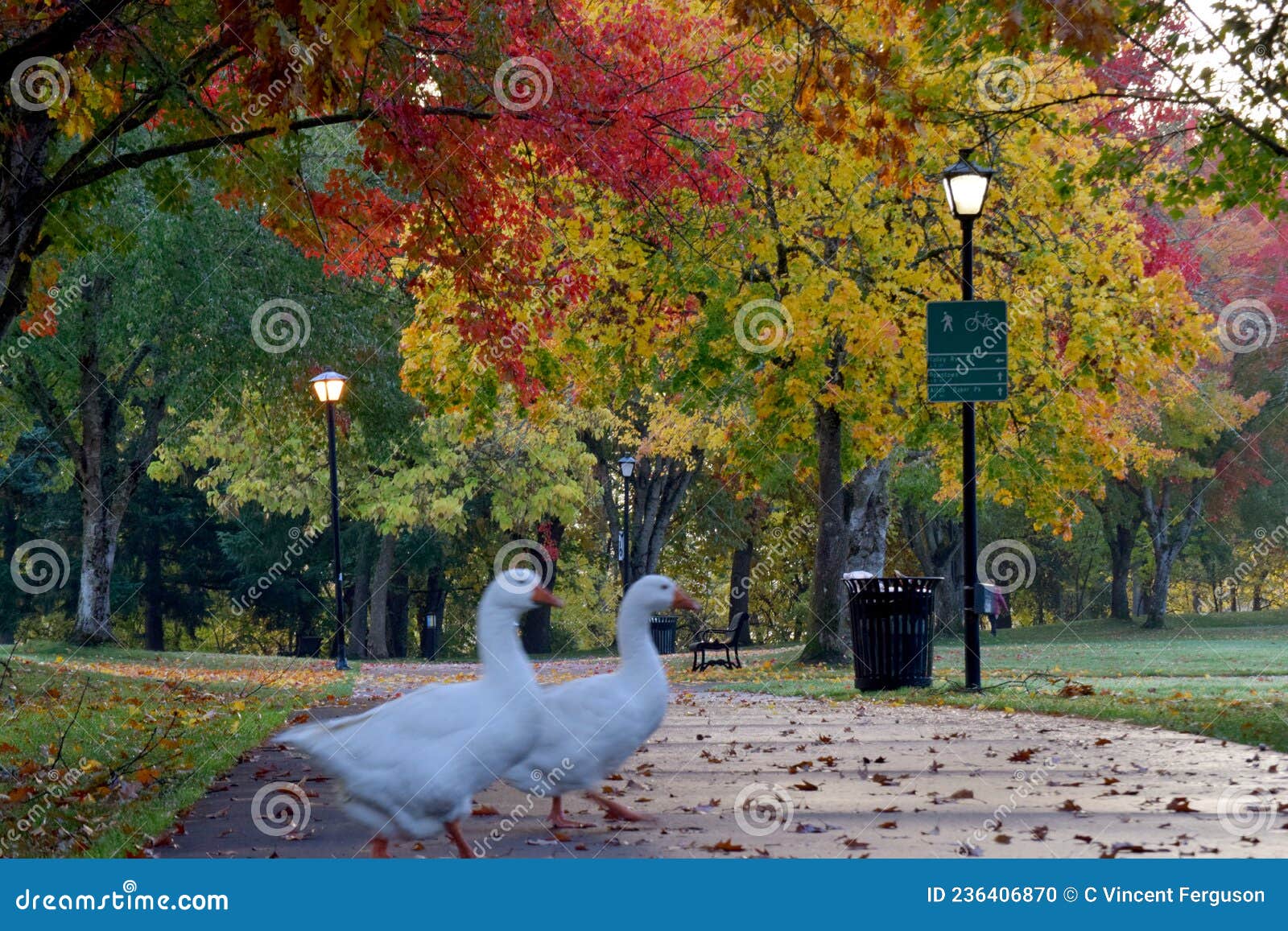 Autumn Geese Crossing in Park 01 Stock Photo - Image of nature ...