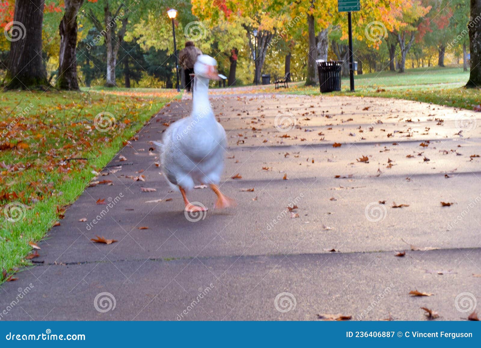 Autumn Goose Crossing in Park 03 Stock Image - Image of outdoor, animal ...