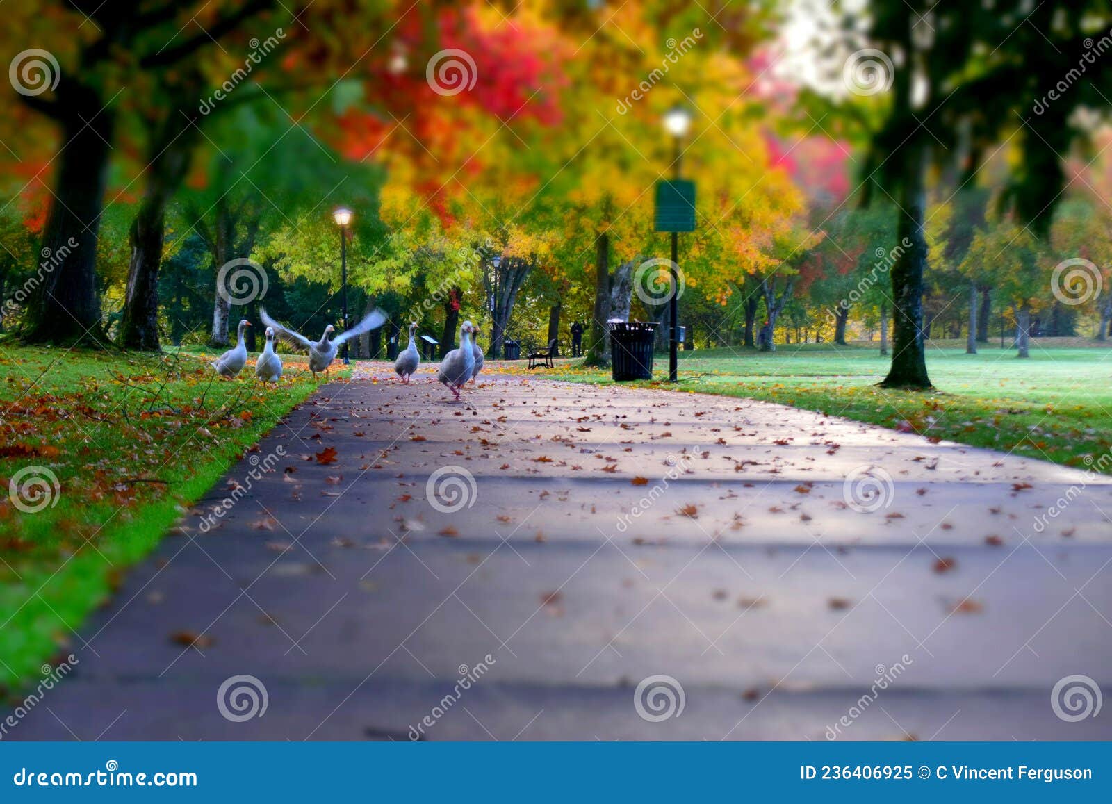 Autumn Geese Crossing in Park 03 Stock Image - Image of fall, chanage ...