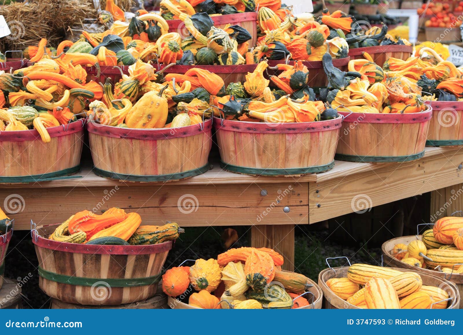 Autumn Gourds stock image. Image of vegetable, crop, colorful - 3747593