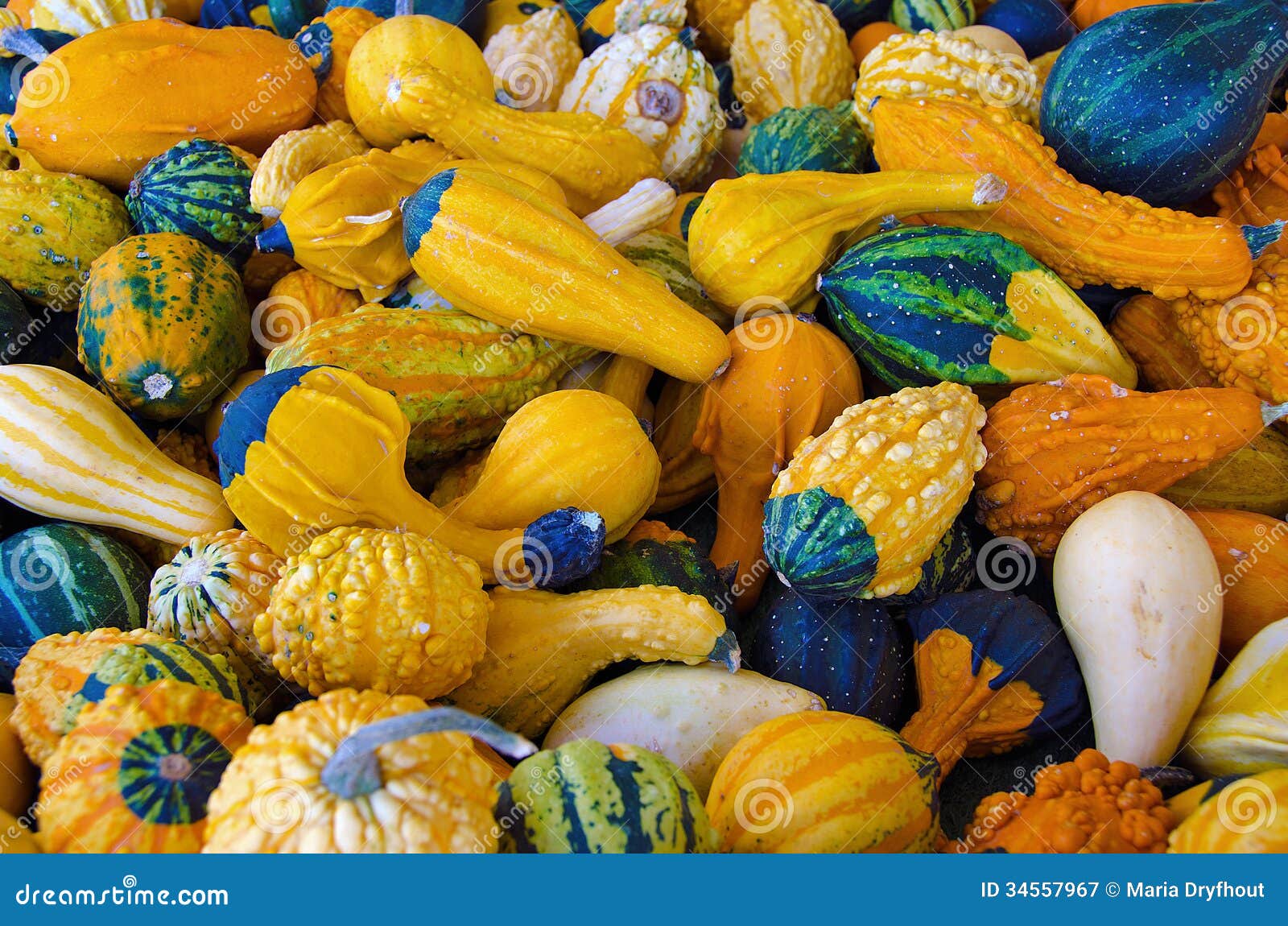 Autumn gourds stock image. Image of colorful, vivid, variety - 34557967