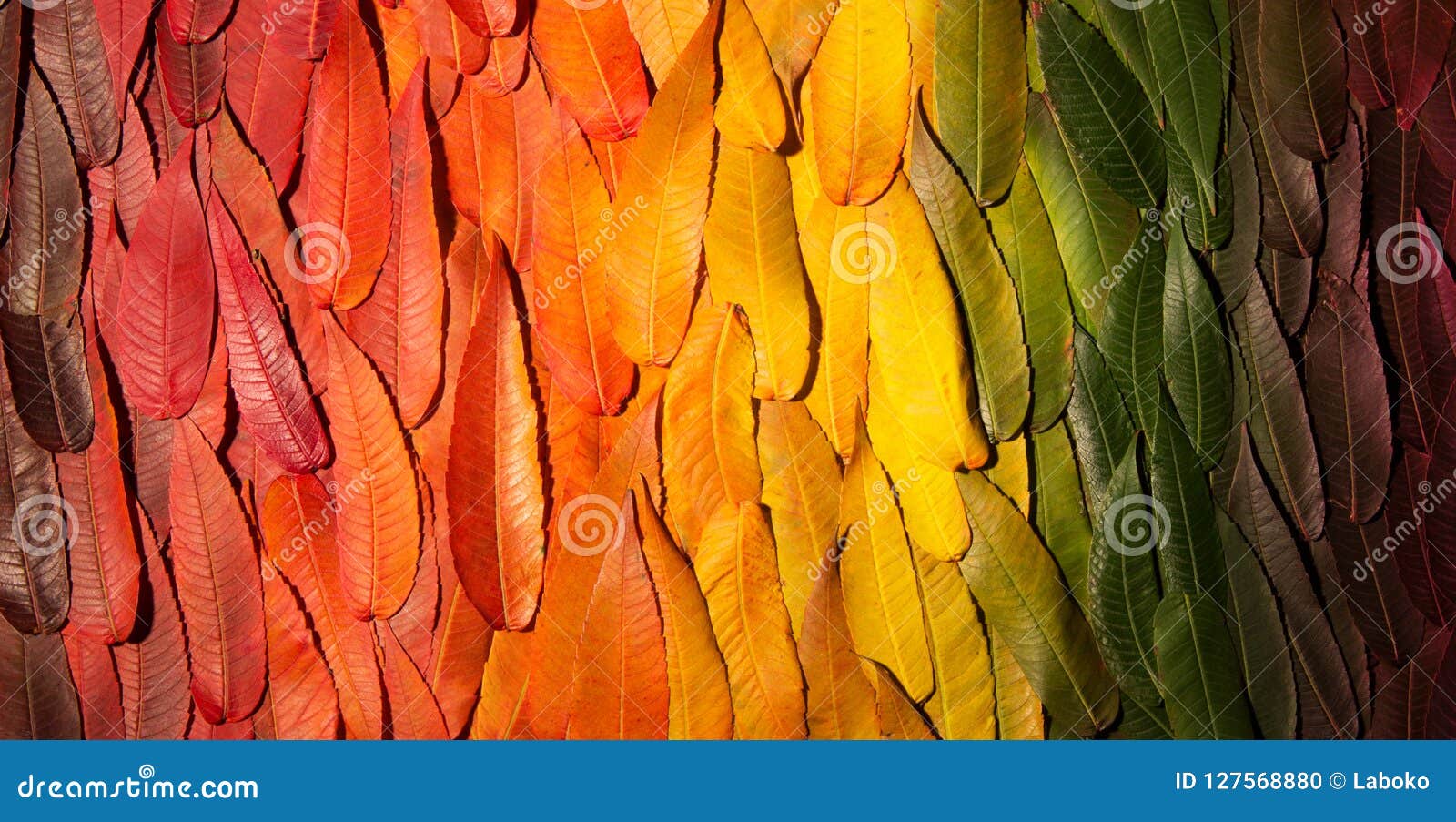 Autumn Gradient. Composition of the Fallen Leaves of Different Trees ...