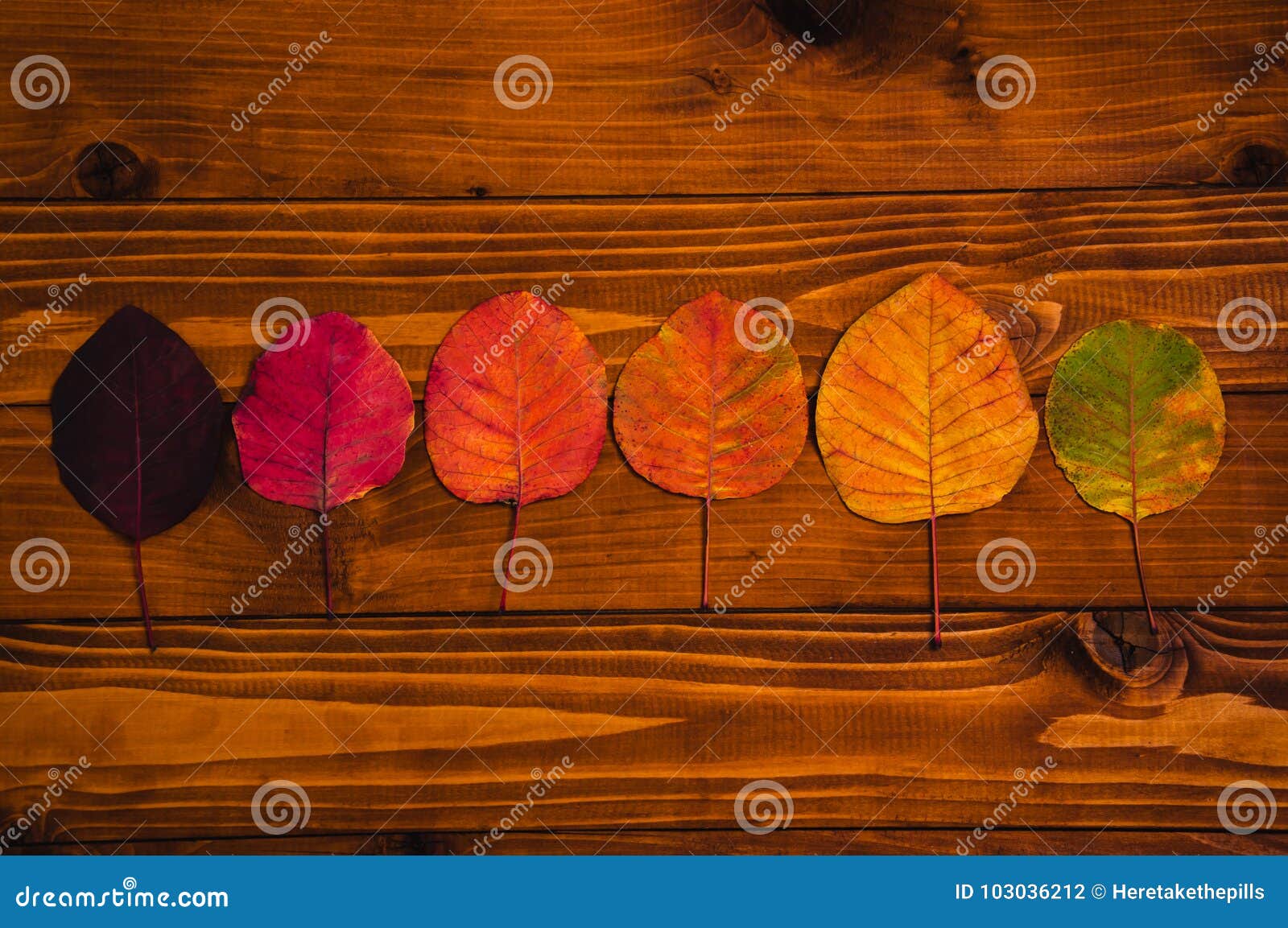 Autumn Gradient from Falln Leaves Stock Photo - Image of scarlet ...